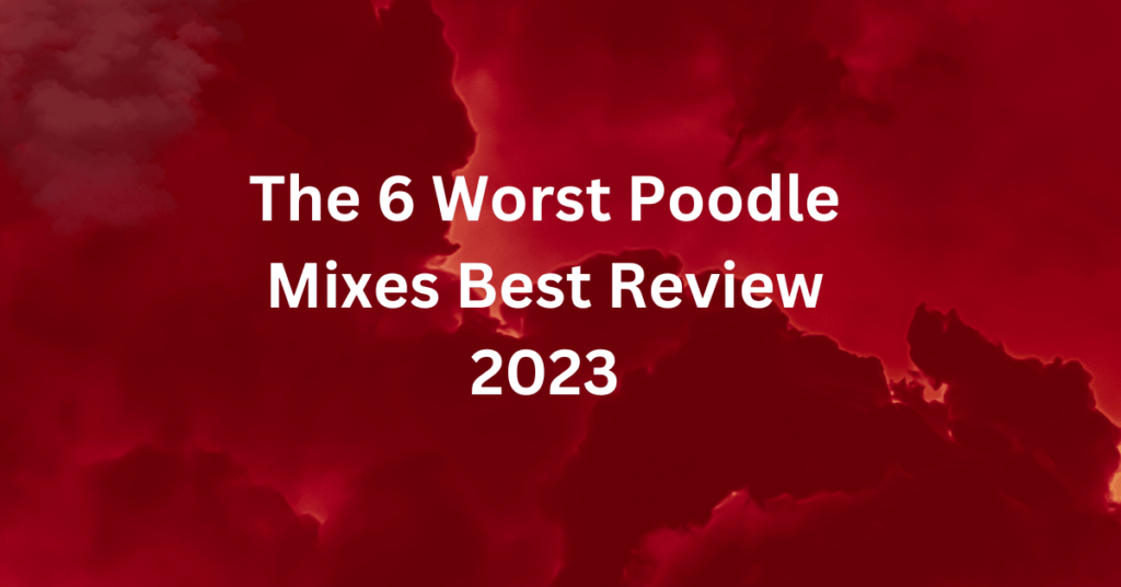 The 6 Worst Poodle Mixes Best Review 2023 - propets passion